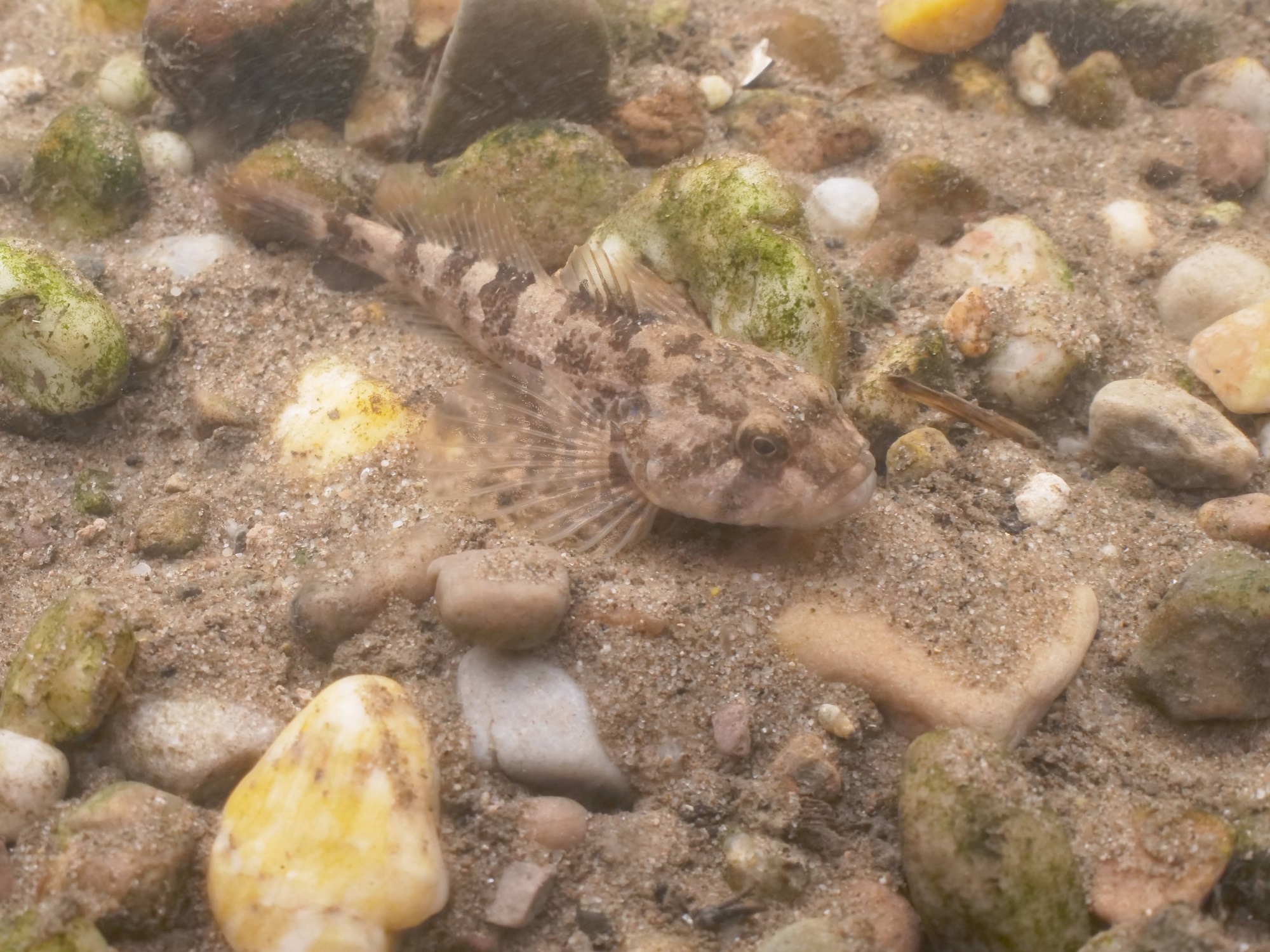 Bullhead Freshwater Fish Kate Dolamore | New Additions To My